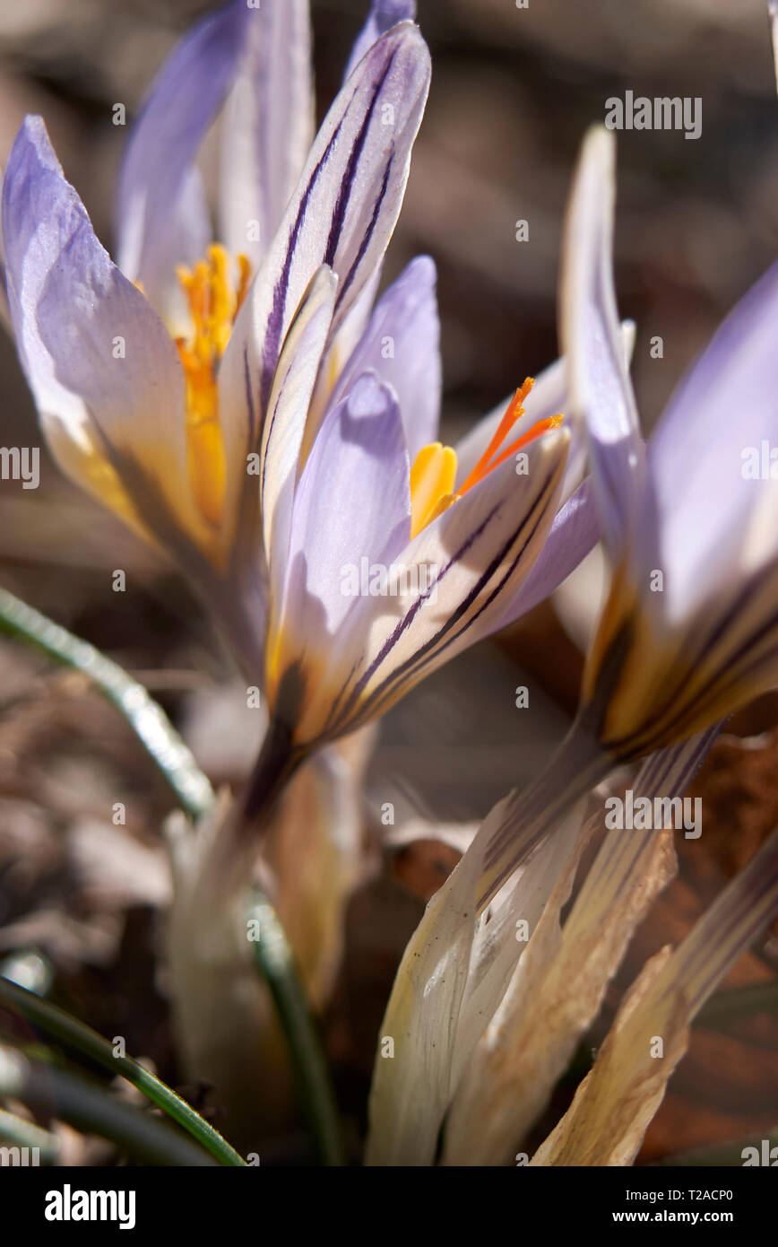lilac flower of Crocus biflorus in early spring Stock Photo - Alamy