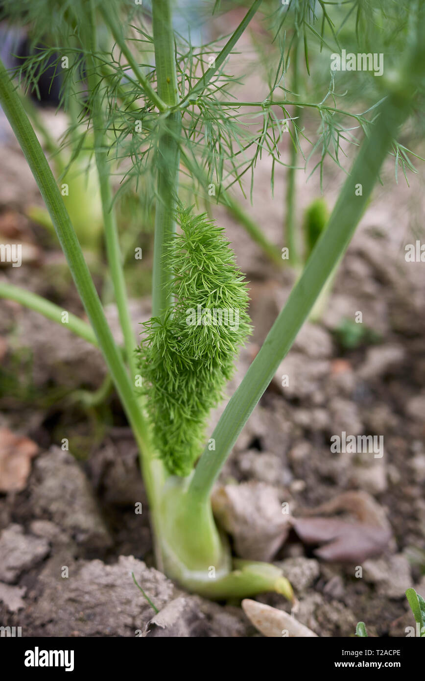 Herb fennel plant hi-res stock photography and images - Alamy