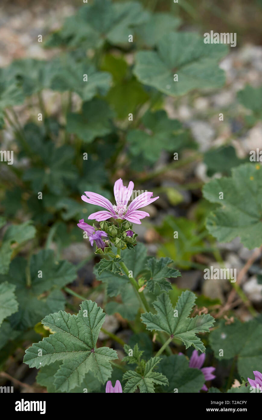 Malva sylvestris tea hi-res stock photography and images - Alamy