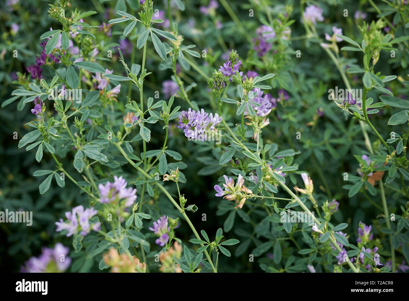 Medicago sativa in bloom hi-res stock photography and images - Alamy
