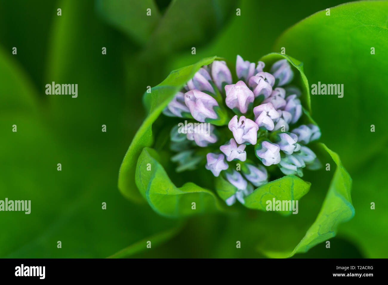 Tiny budding Virginia bluebell flowers surrounded by lush green leaves ...