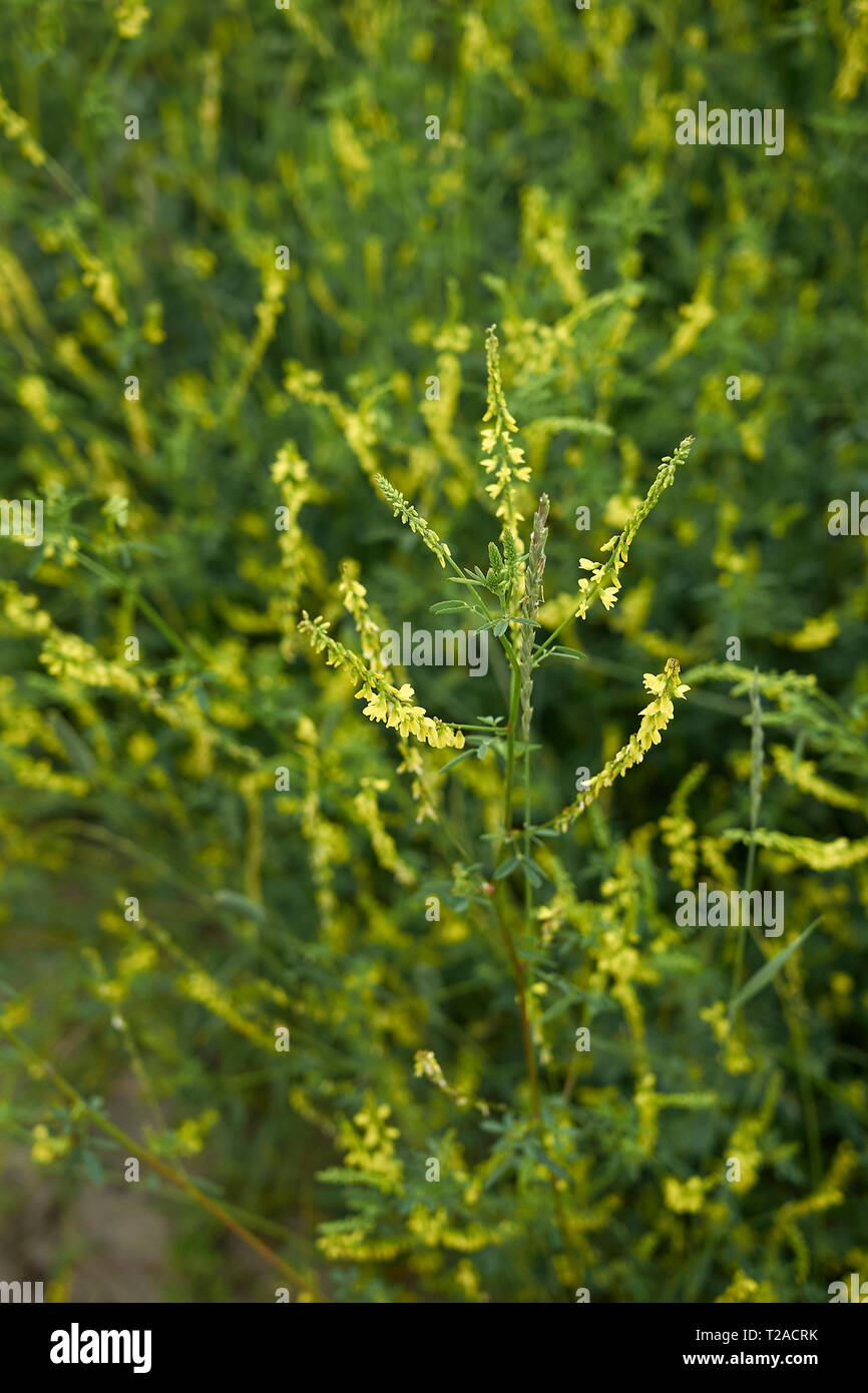 Common melilot hi-res stock photography and images - Alamy