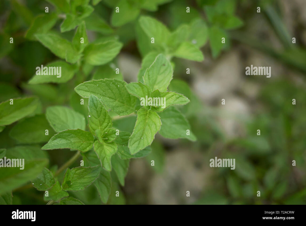 Mentha arvensis hi-res stock photography and images - Alamy