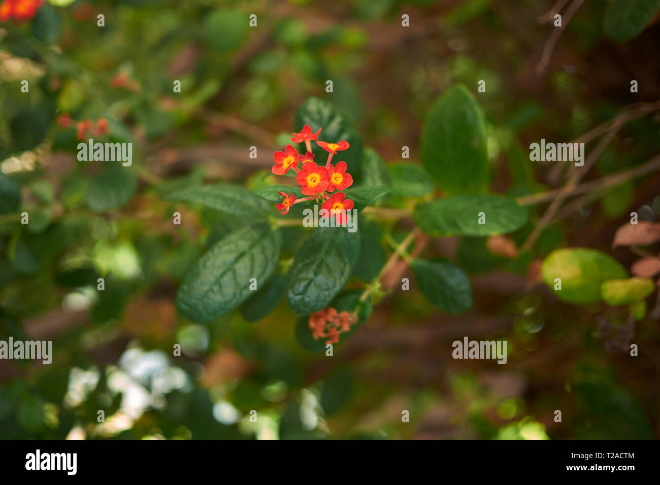 Rondeletia odorata shrub Stock Photo - Alamy