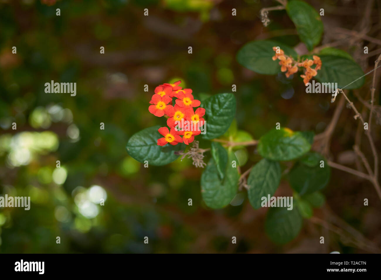 Rondeletia hi-res stock photography and images - Alamy