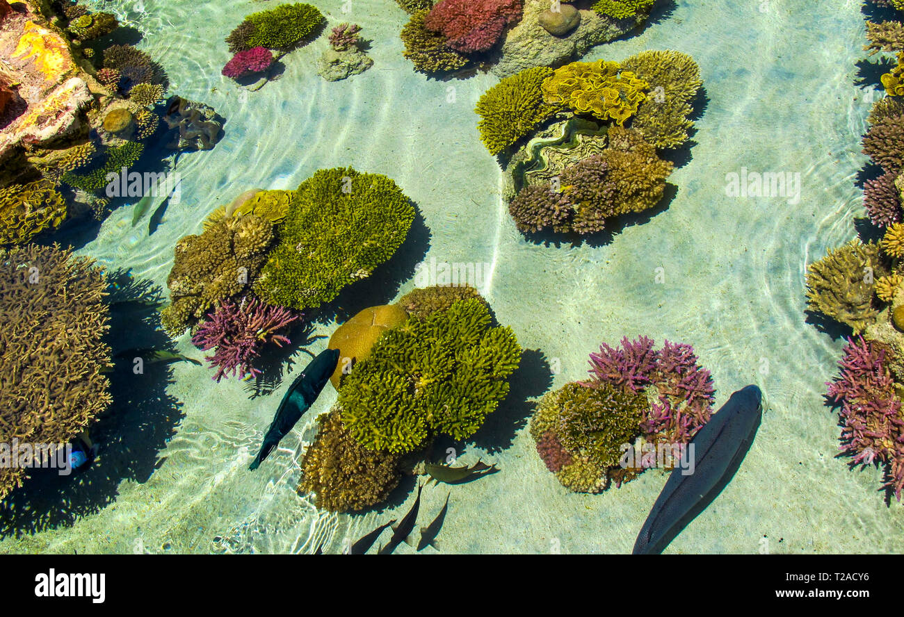 Colorful coral reefs and beautiful underwater life. Eilat Israel Stock ...