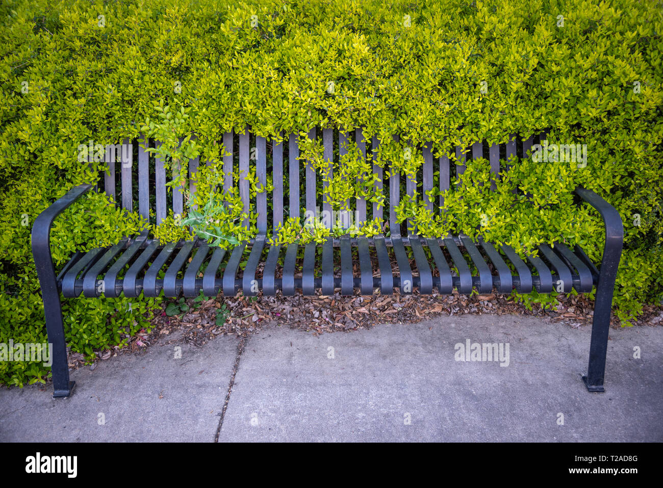 A sleek and modern black metal park bench on a sidewalk overrun with ...