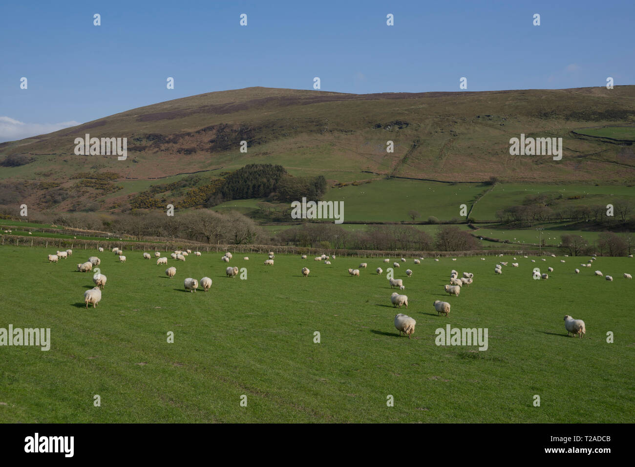 Lambs in snowdonia hi-res stock photography and images - Alamy