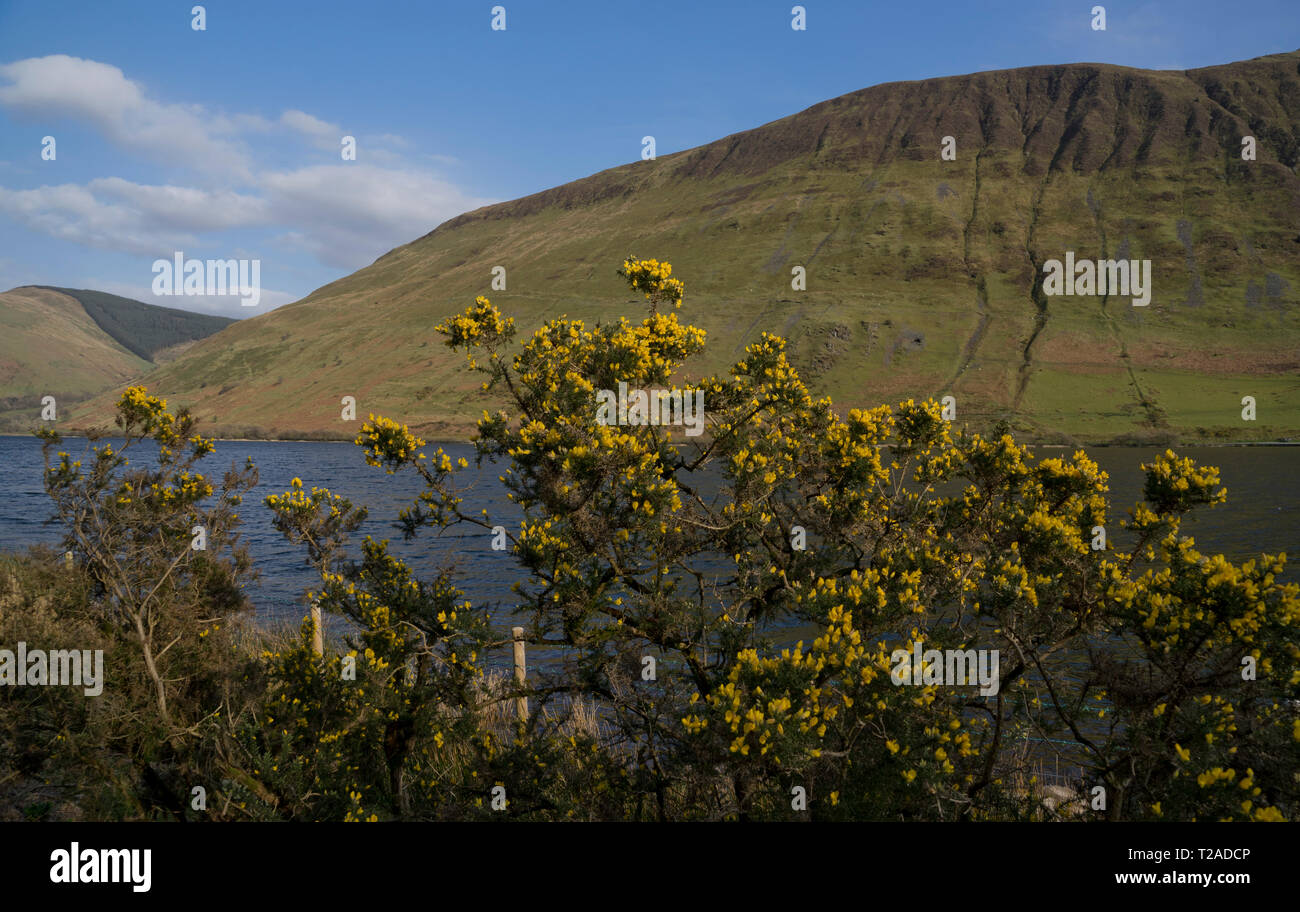 Tal y llyn lake hi-res stock photography and images - Alamy
