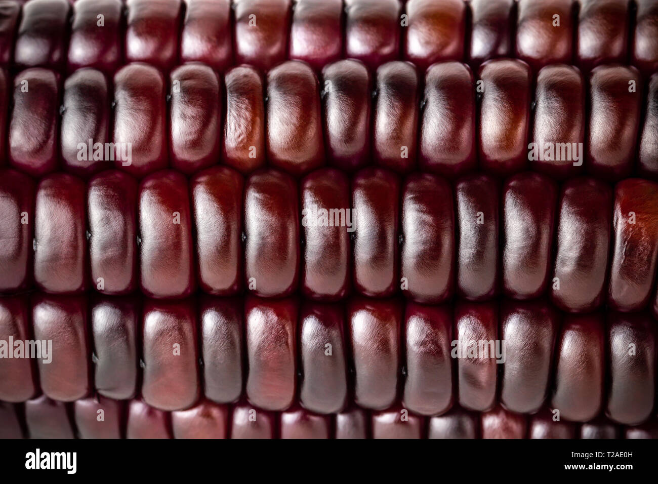 Closeup texture of purple corn seed. Concepts of healthy food Stock ...