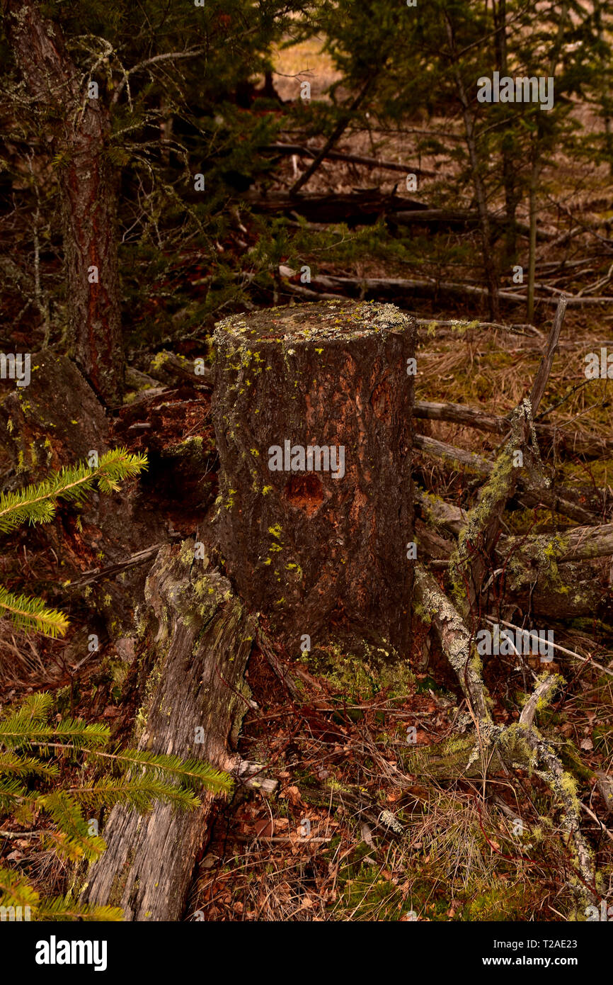 Limbs branches hi-res stock photography and images - Alamy