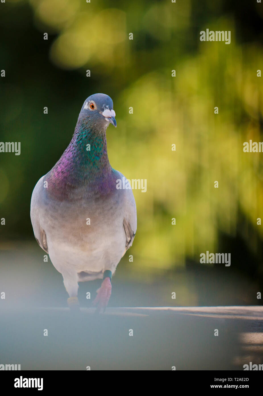 speed racing pigeon standing against green blur background Stock Photo ...