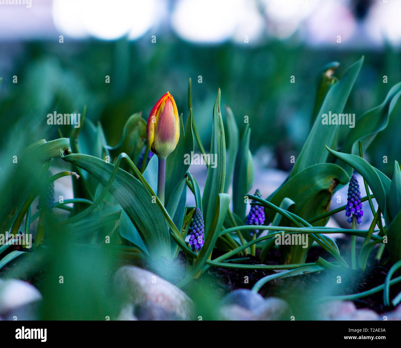 Beautiful Spring Tulips Stock Photo - Alamy