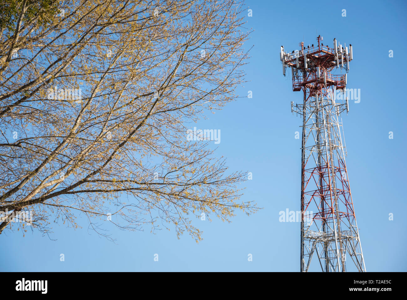 Cell Phone Tower Tree High Resolution Stock Photography and Images - Alamy