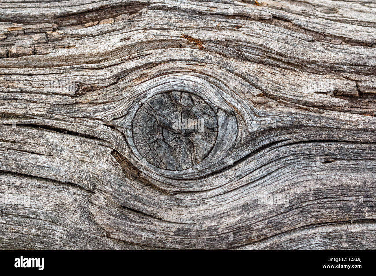 Old faded wood with a knot texture background for mockup or design ...