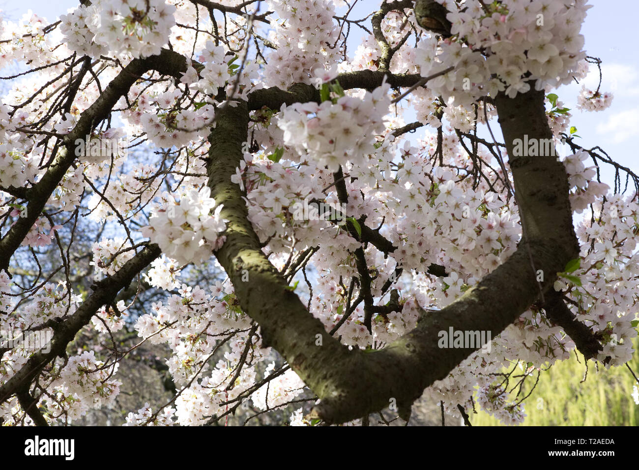 Prunus Ichiyo, Japanese Cherry Tree, ‘Ichiyo ’ In blossom Stock Photo ...