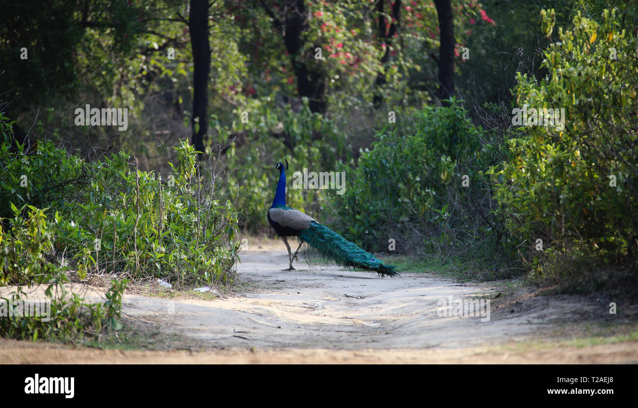 Peacock walk hi-res stock photography and images - Alamy