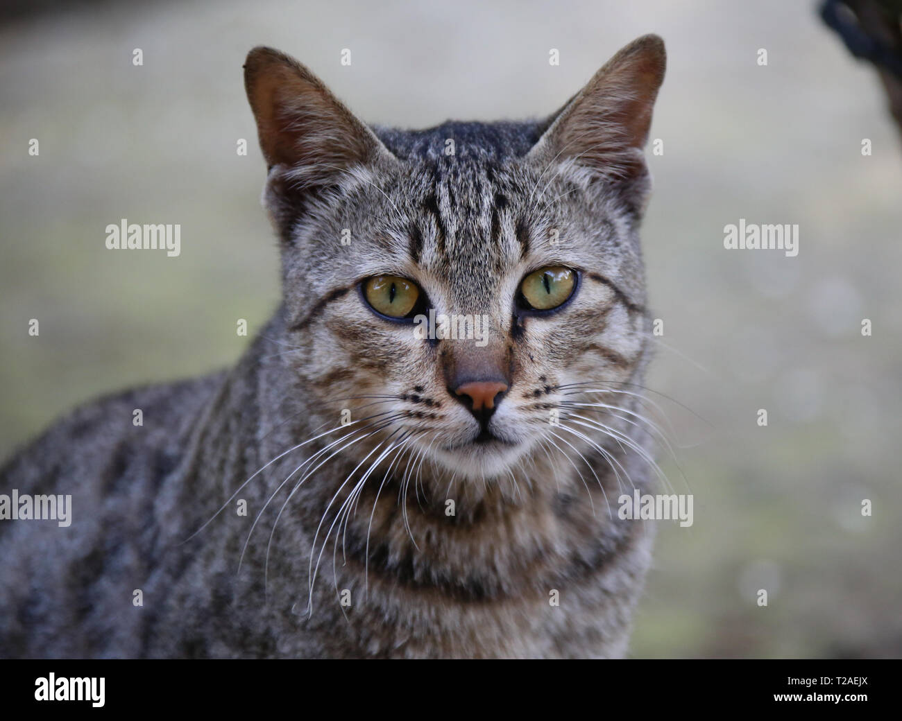 Cat india hi-res stock photography and images - Alamy