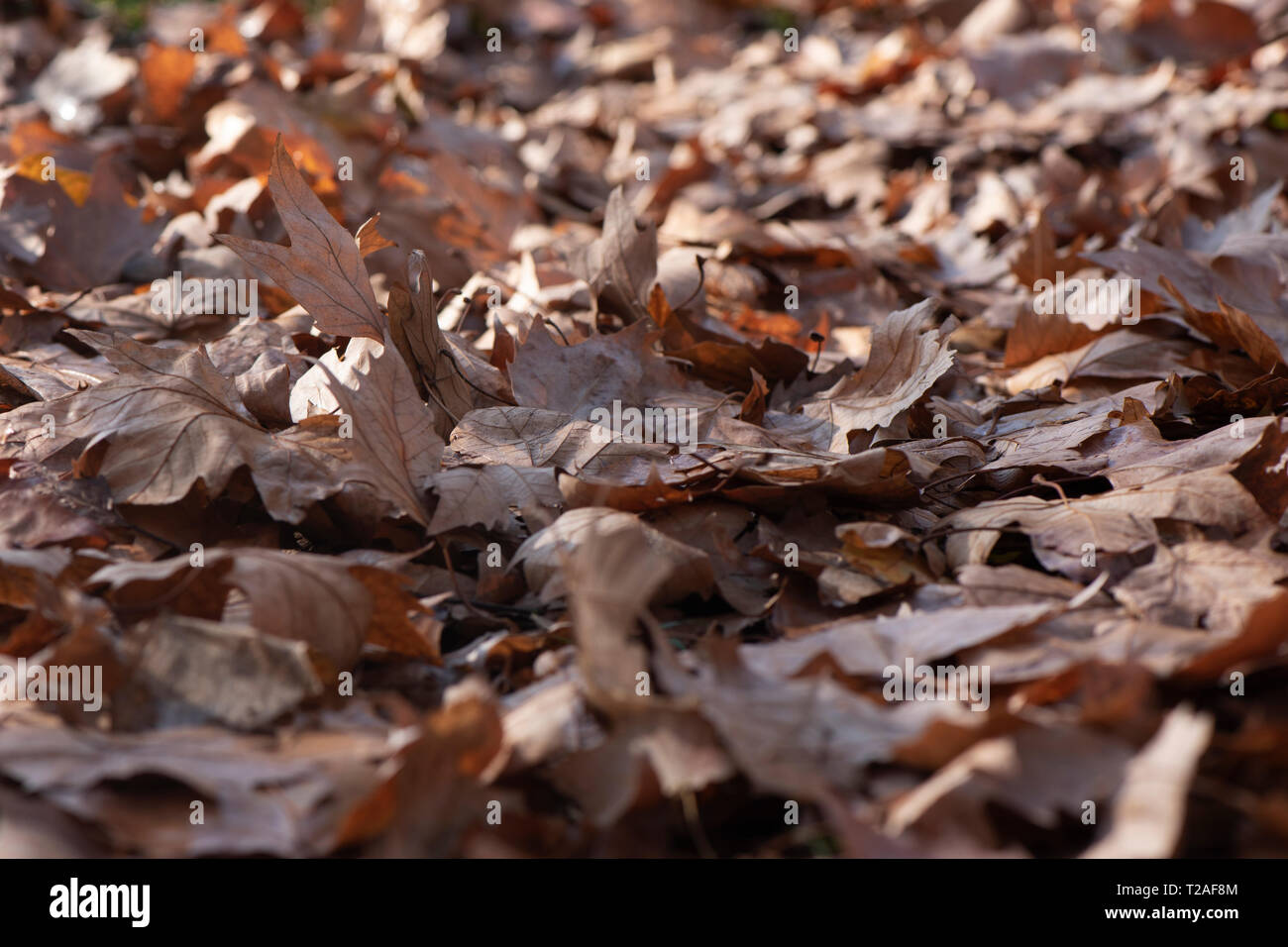 photo background with brown maple leaves. The leaves are fallen and ...