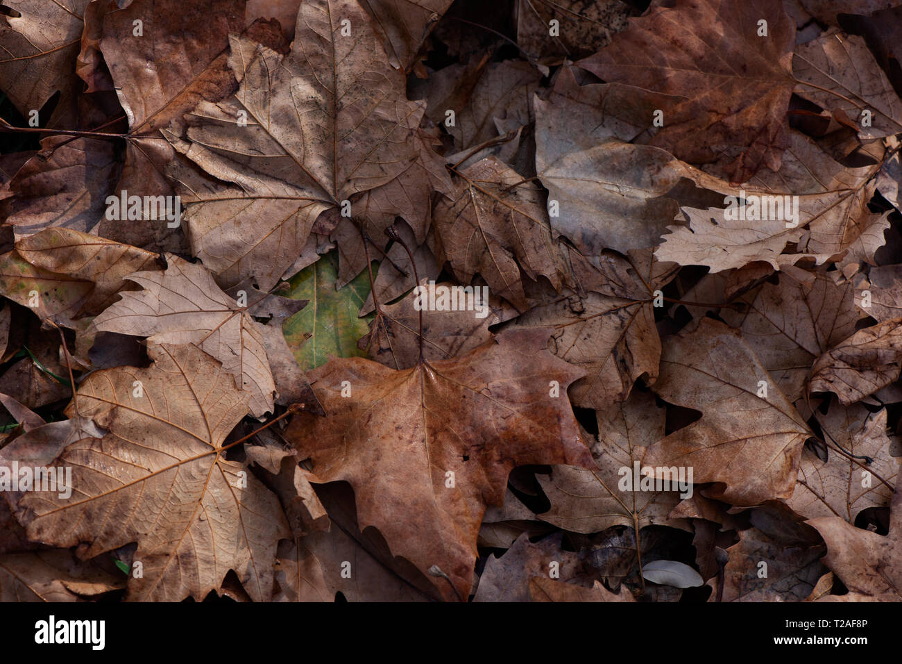 photo background with brown maple leaves. The leaves are fallen and ...