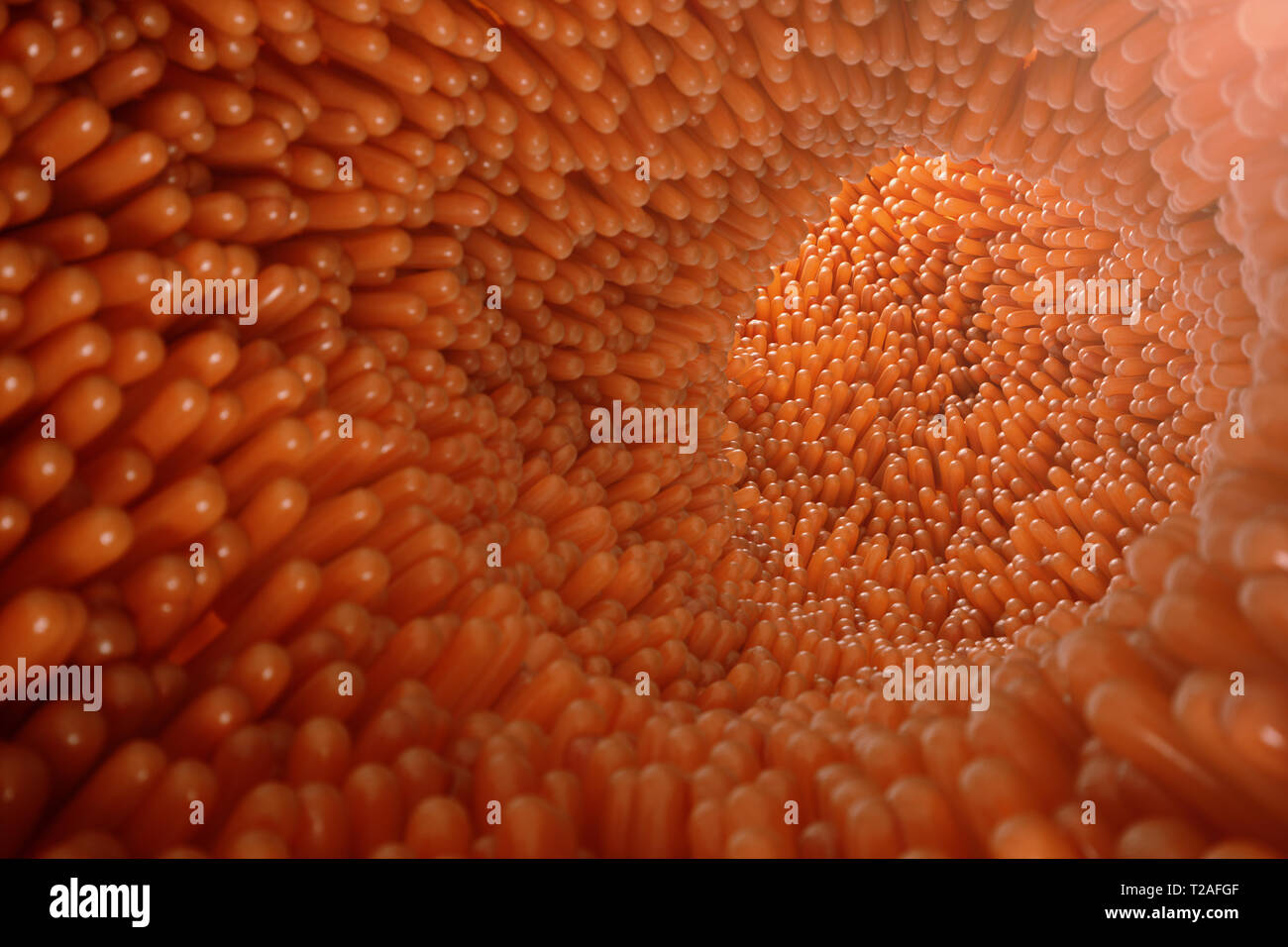 Human intest hi-res stock photography and images - Alamy