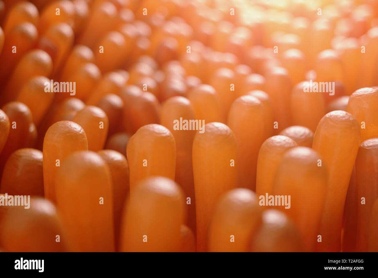 Human intest hi-res stock photography and images - Alamy