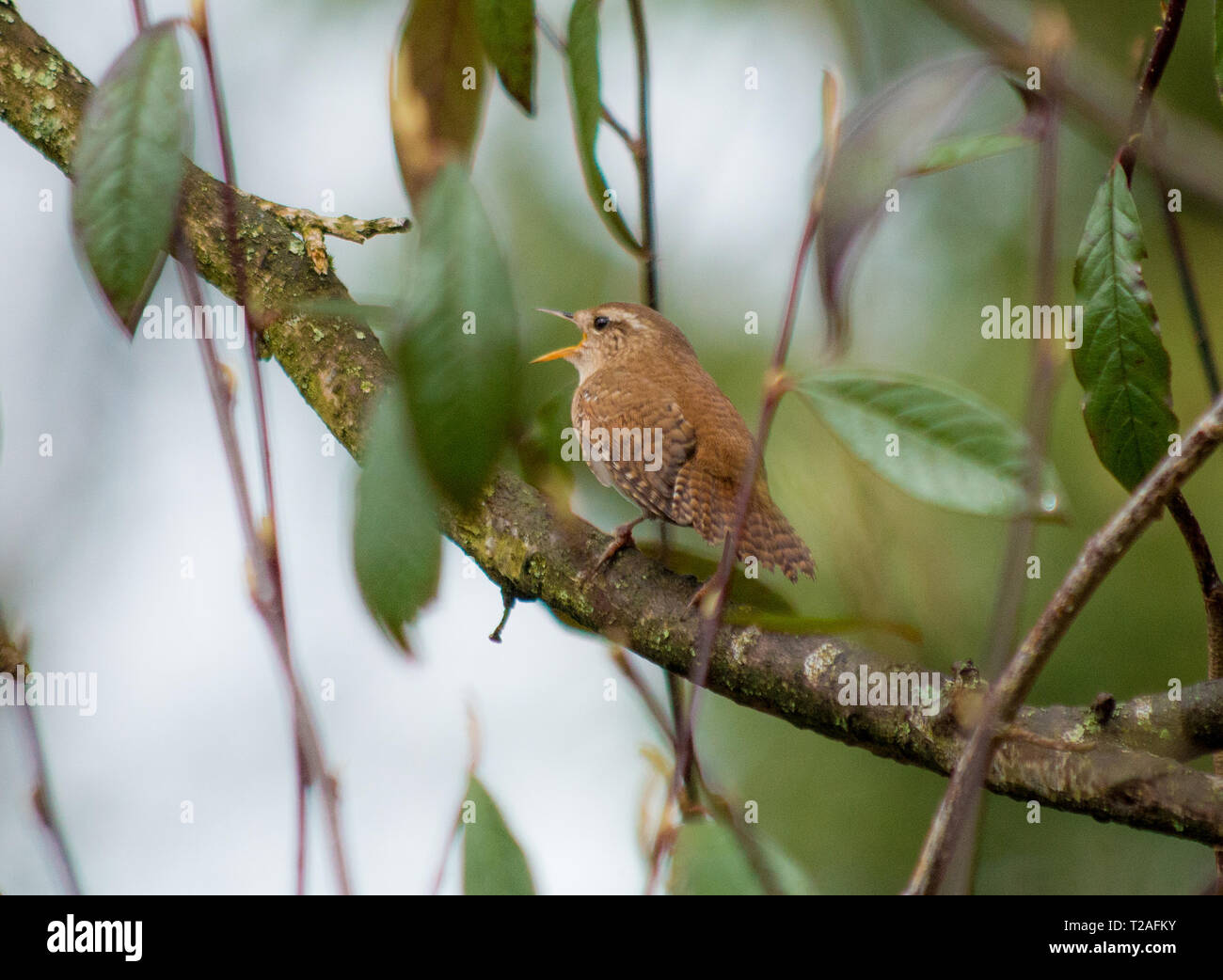 British wren hi-res stock photography and images - Alamy
