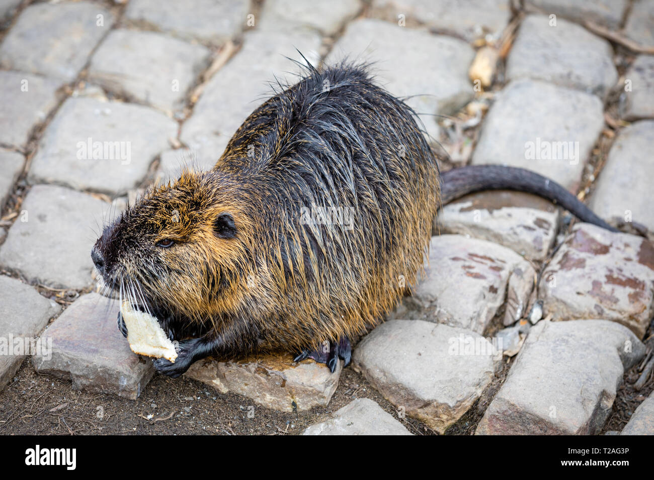 Cute nutria hi-res stock photography and images - Alamy
