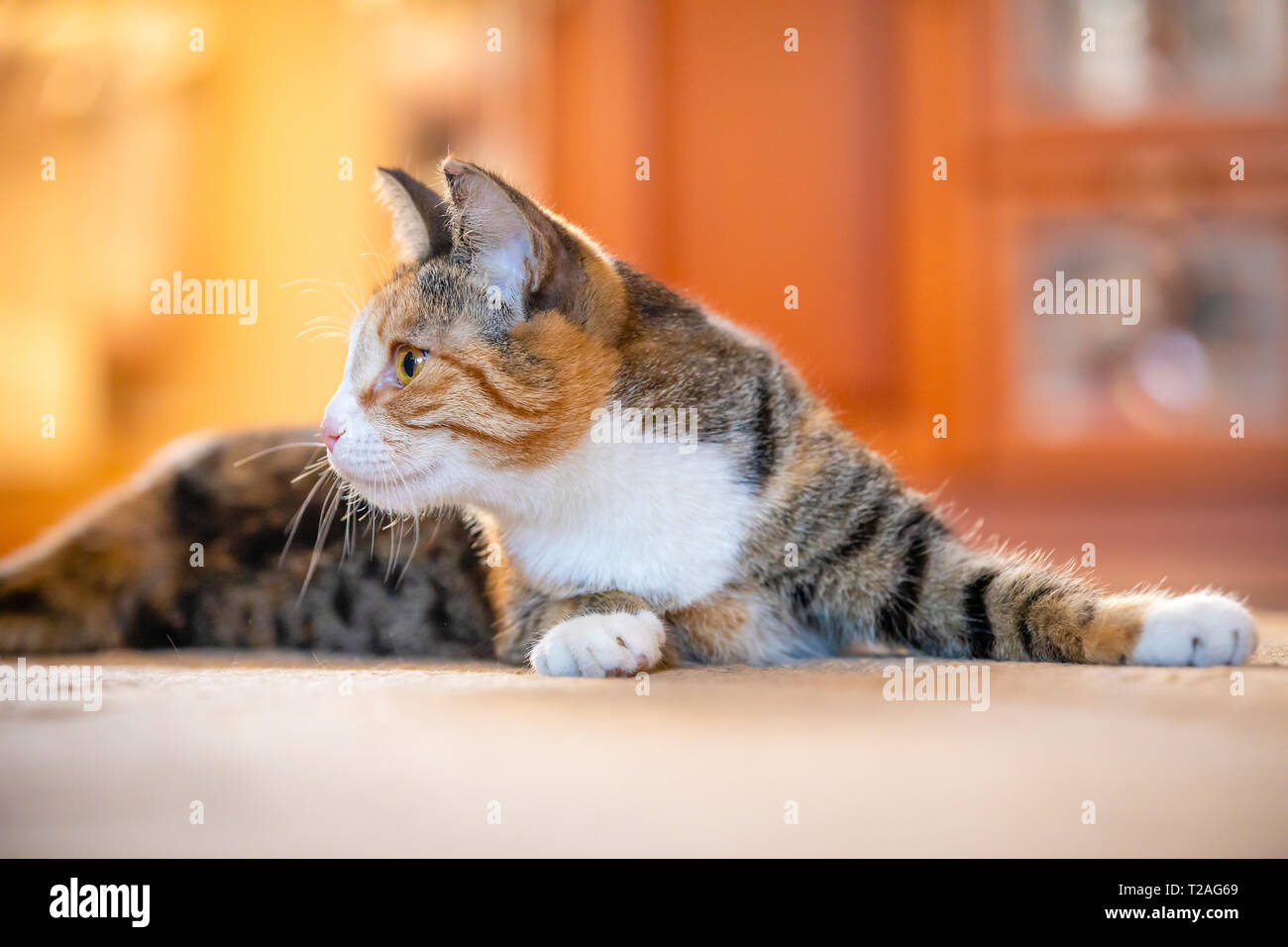 Tricolored cat hi-res stock photography and images - Alamy