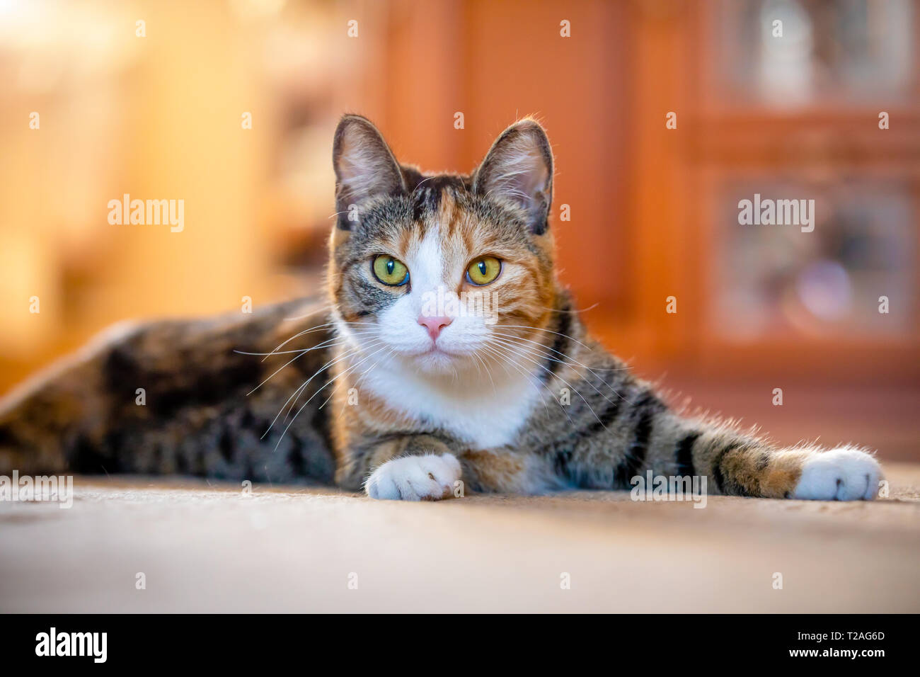 Tricolored cat hi-res stock photography and images - Alamy