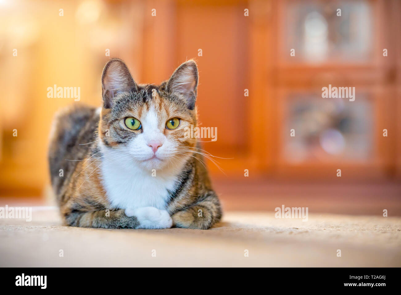 Tricolored cat hi-res stock photography and images - Alamy