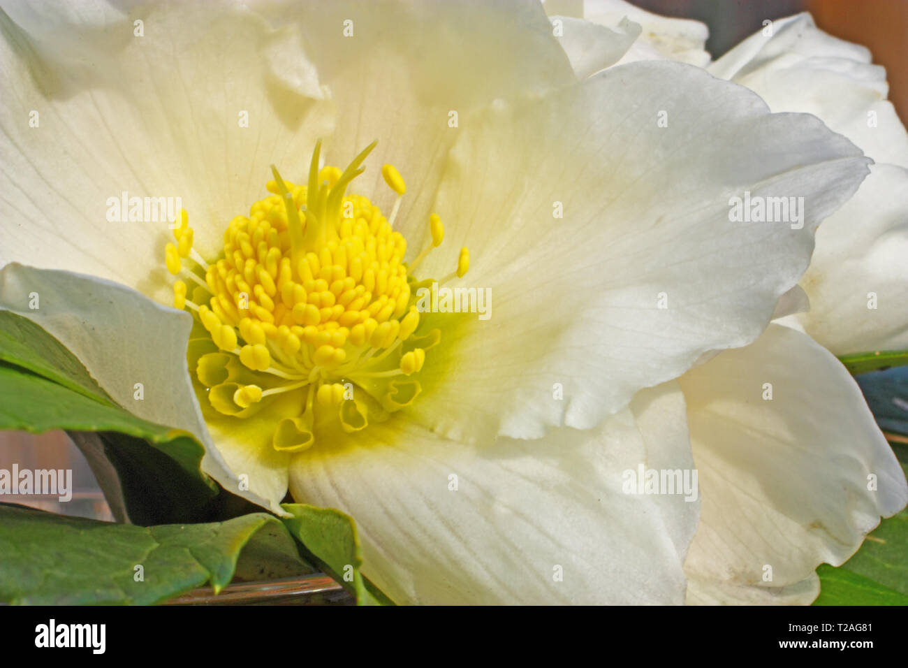 Hellebore white spring flower known as Christmas rose and Lenten rose ...