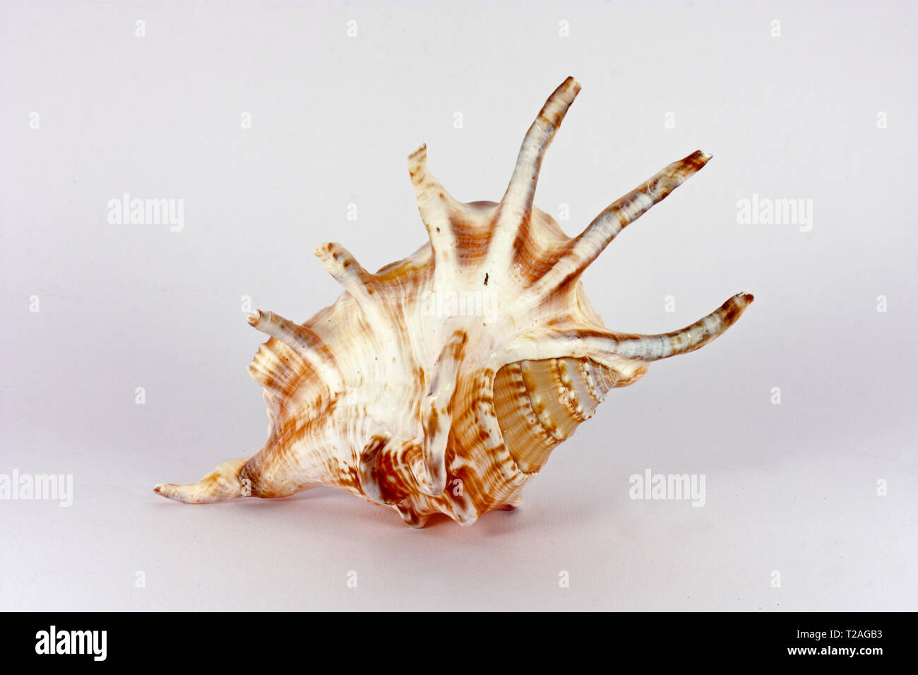 Seashell isolated on white background Stock Photo - Alamy