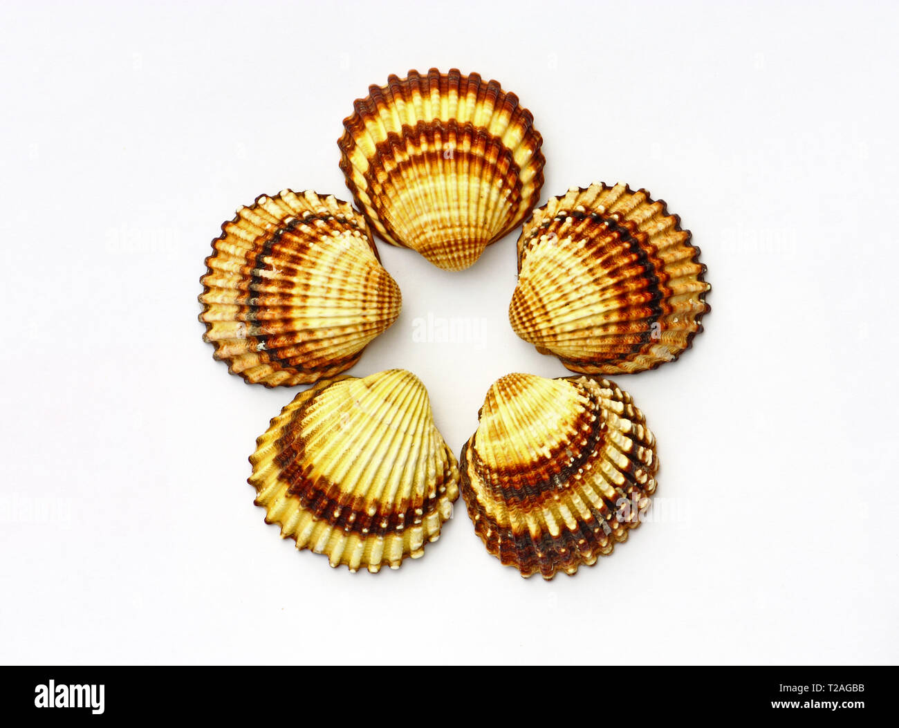 Five seashells on white background Stock Photo - Alamy