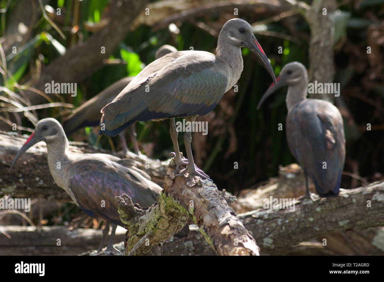 Ladeda hi-res stock photography and images - Alamy