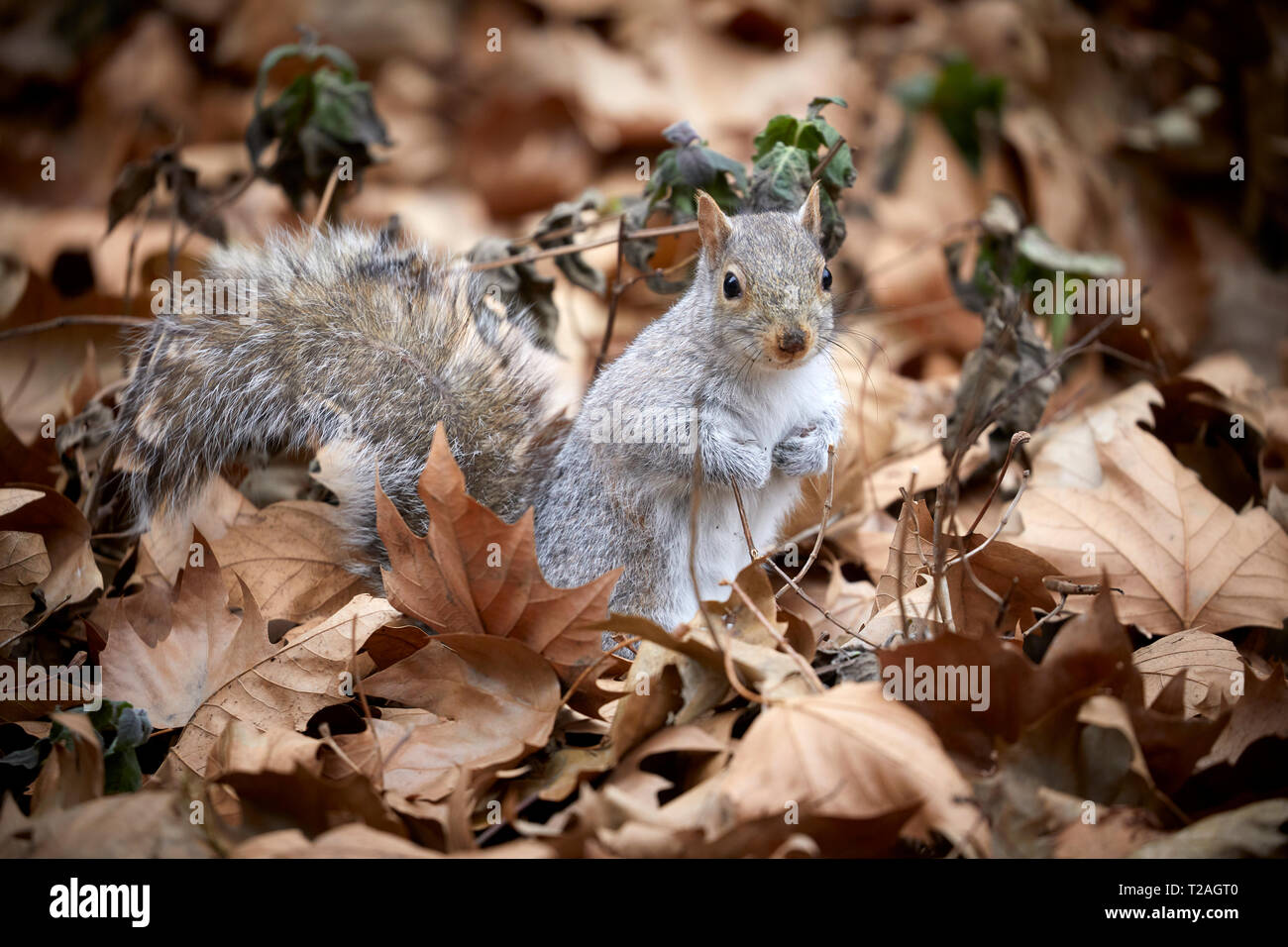 American eastern grey squirrel hi-res stock photography and images - Alamy