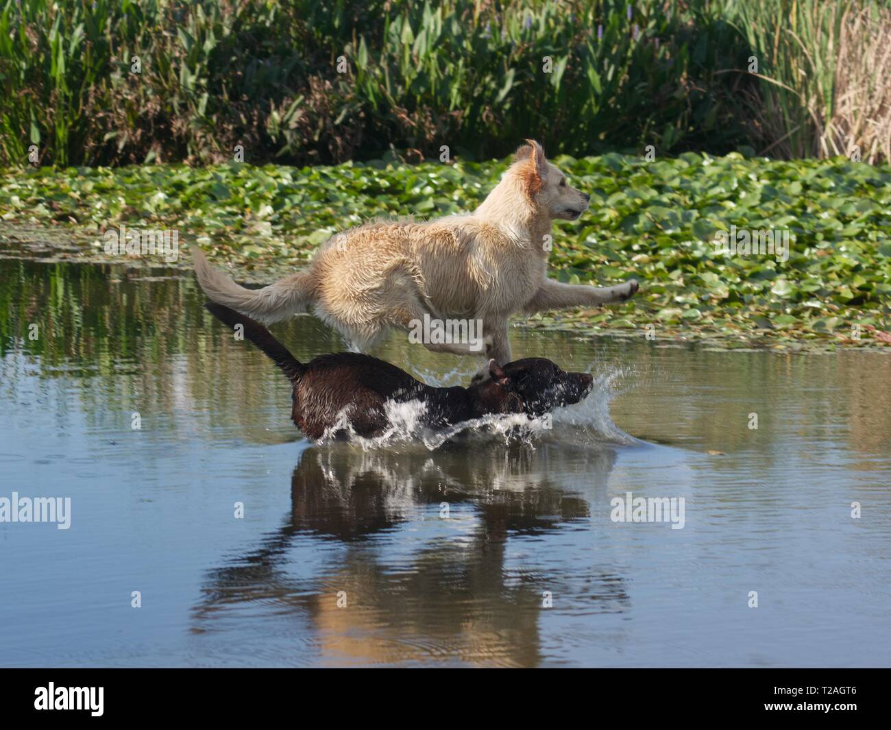 Pair of hunting dogs jumping in water Stock Photo - Alamy