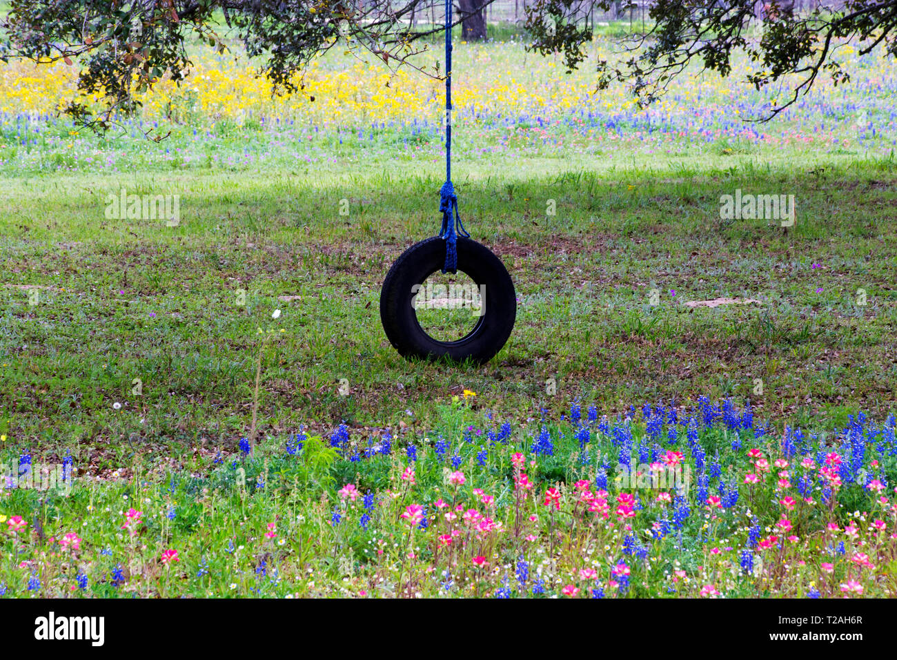 Tire Swing in Texas Hill Country in Colorful Spring Bloom Stock Photo ...