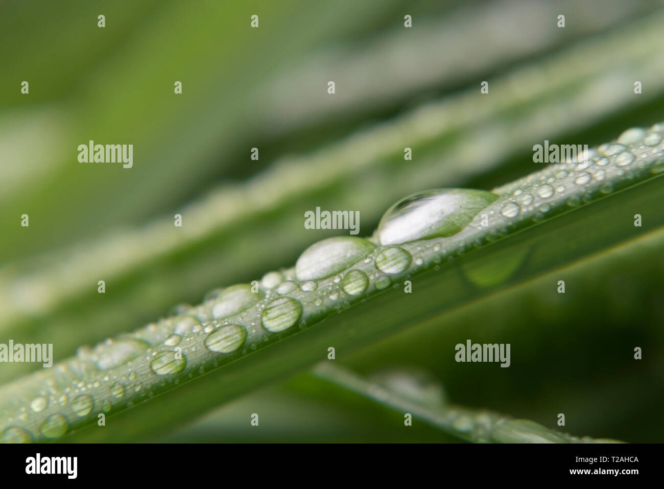 Water droplets on leaf Stock Photo - Alamy