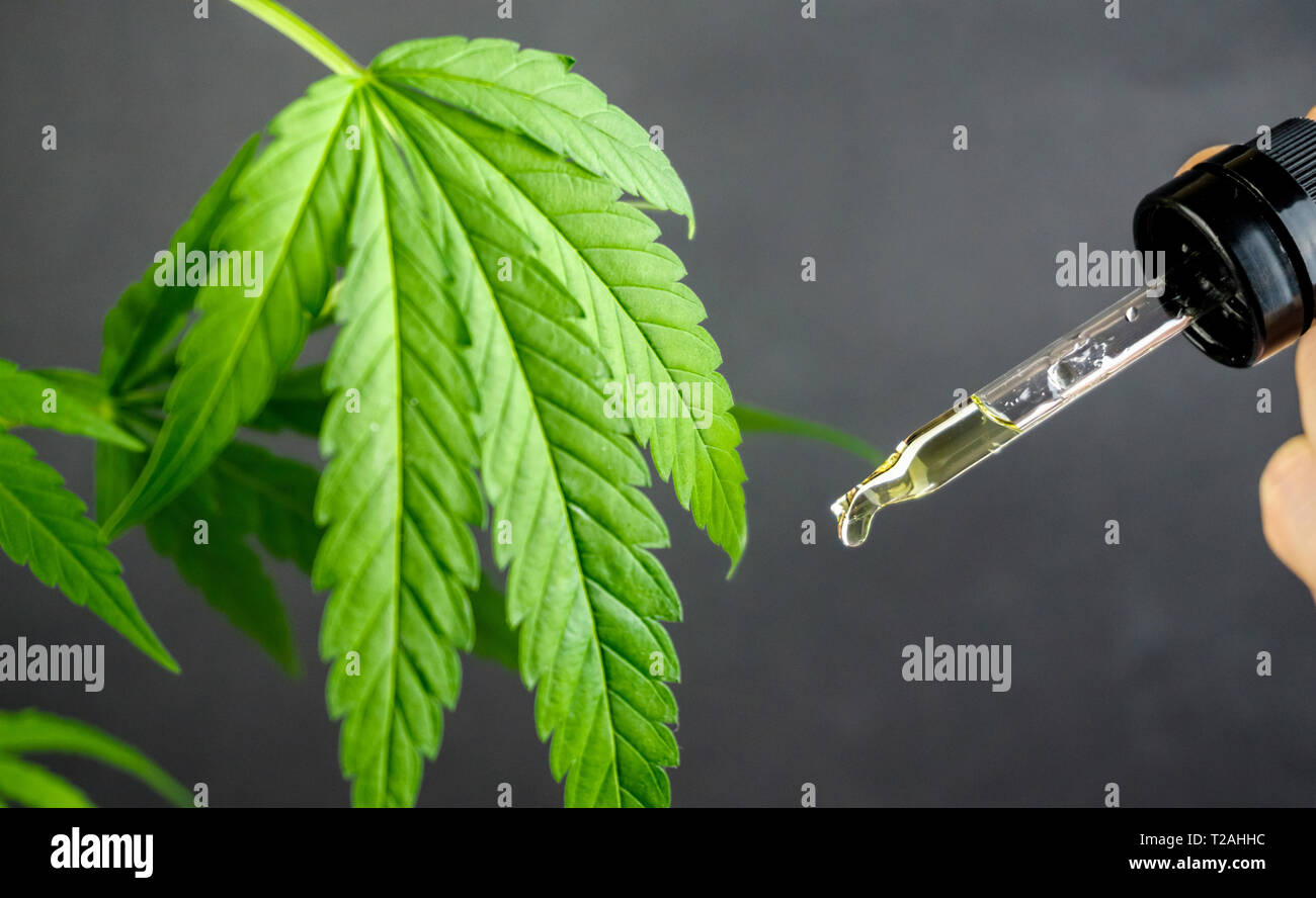 Cannabis Oil with dropper And Hemp against blackboard Stock Photo - Alamy