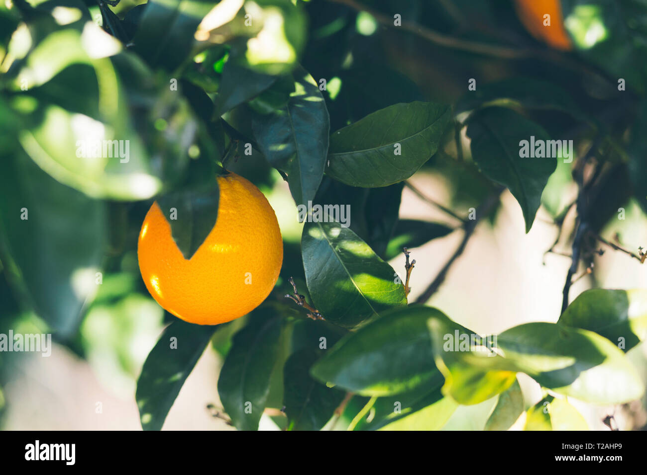 No branch tree hi-res stock photography and images - Alamy