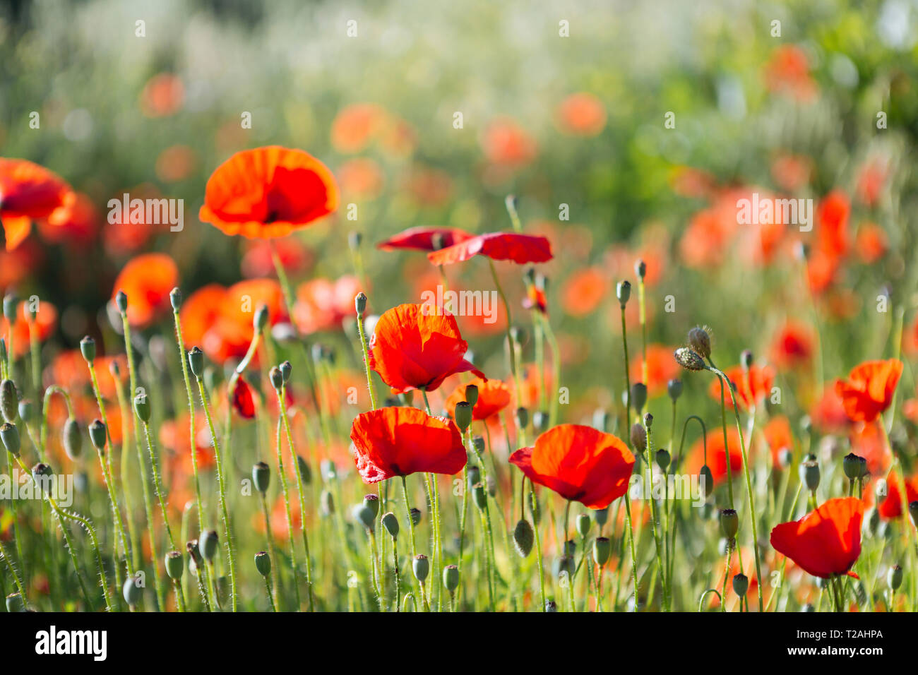 Poppy horizontal hi-res stock photography and images - Alamy