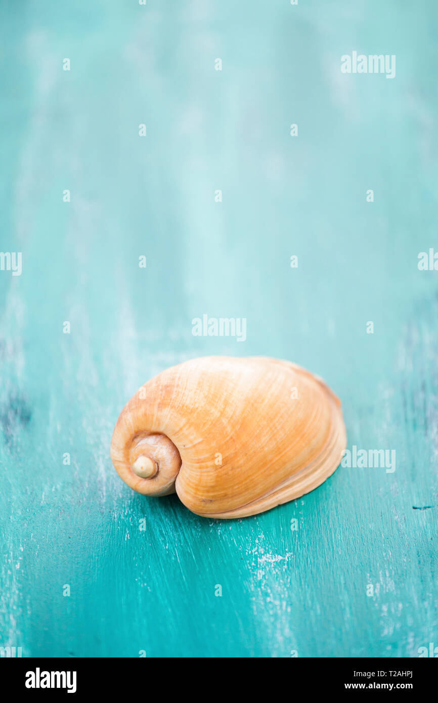 Seashell on blue surface Stock Photo - Alamy
