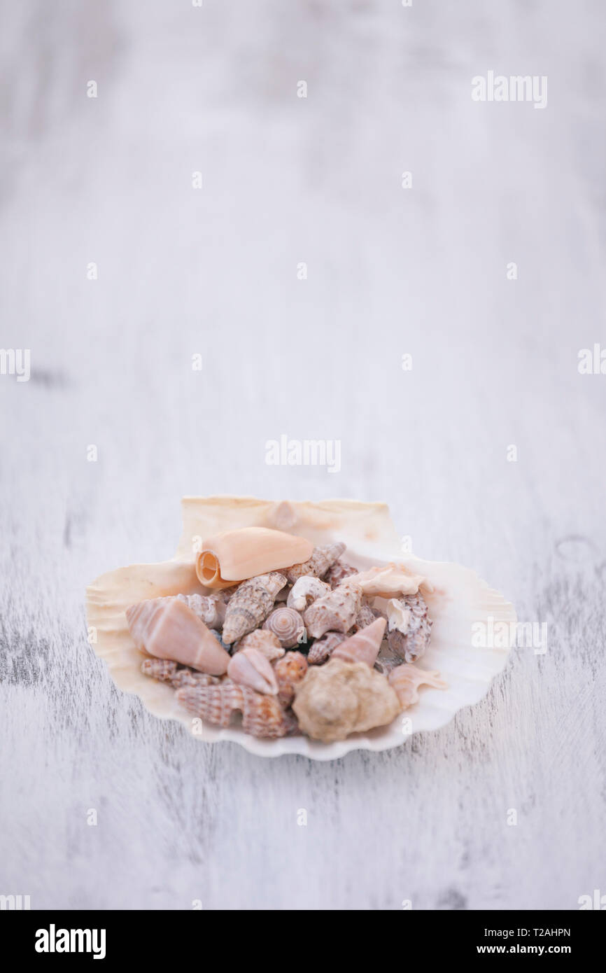 Vertical shot seashells on hi-res stock photography and images - Alamy
