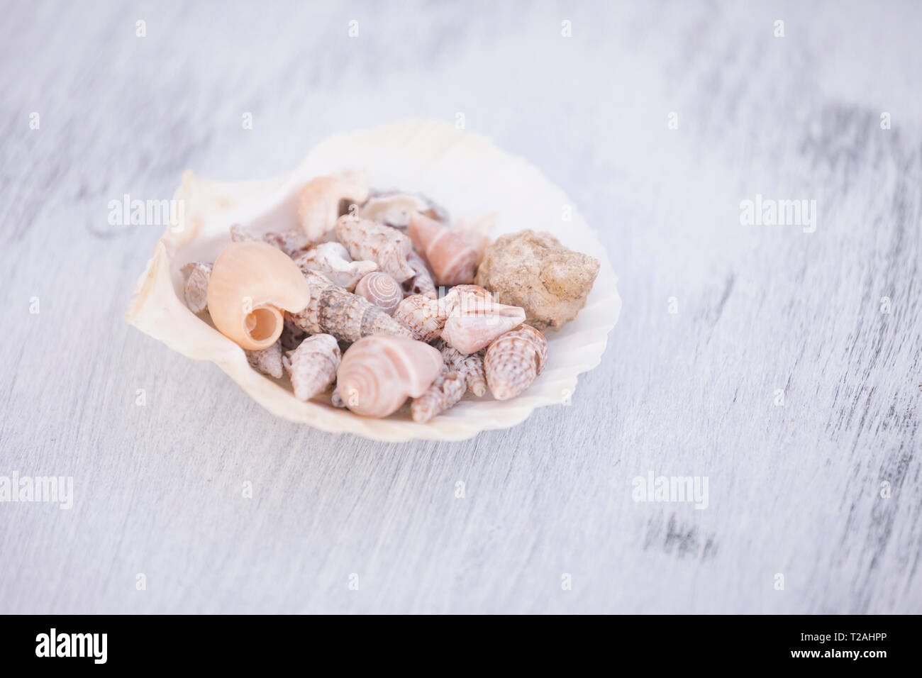 Seashell image hi-res stock photography and images - Alamy