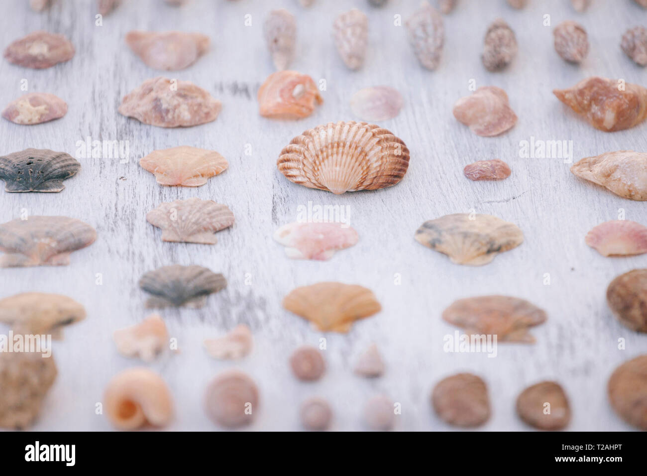 Selective focus seashells hi-res stock photography and images - Alamy