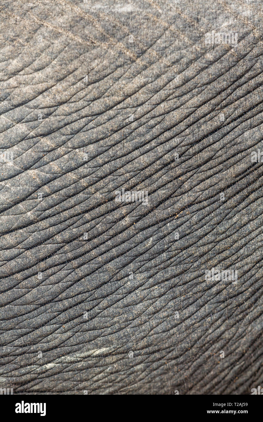 Close of Indian elephant's skin Stock Photo - Alamy