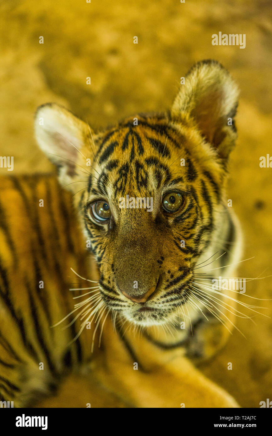 Tiger cub lying down hi-res stock photography and images - Alamy