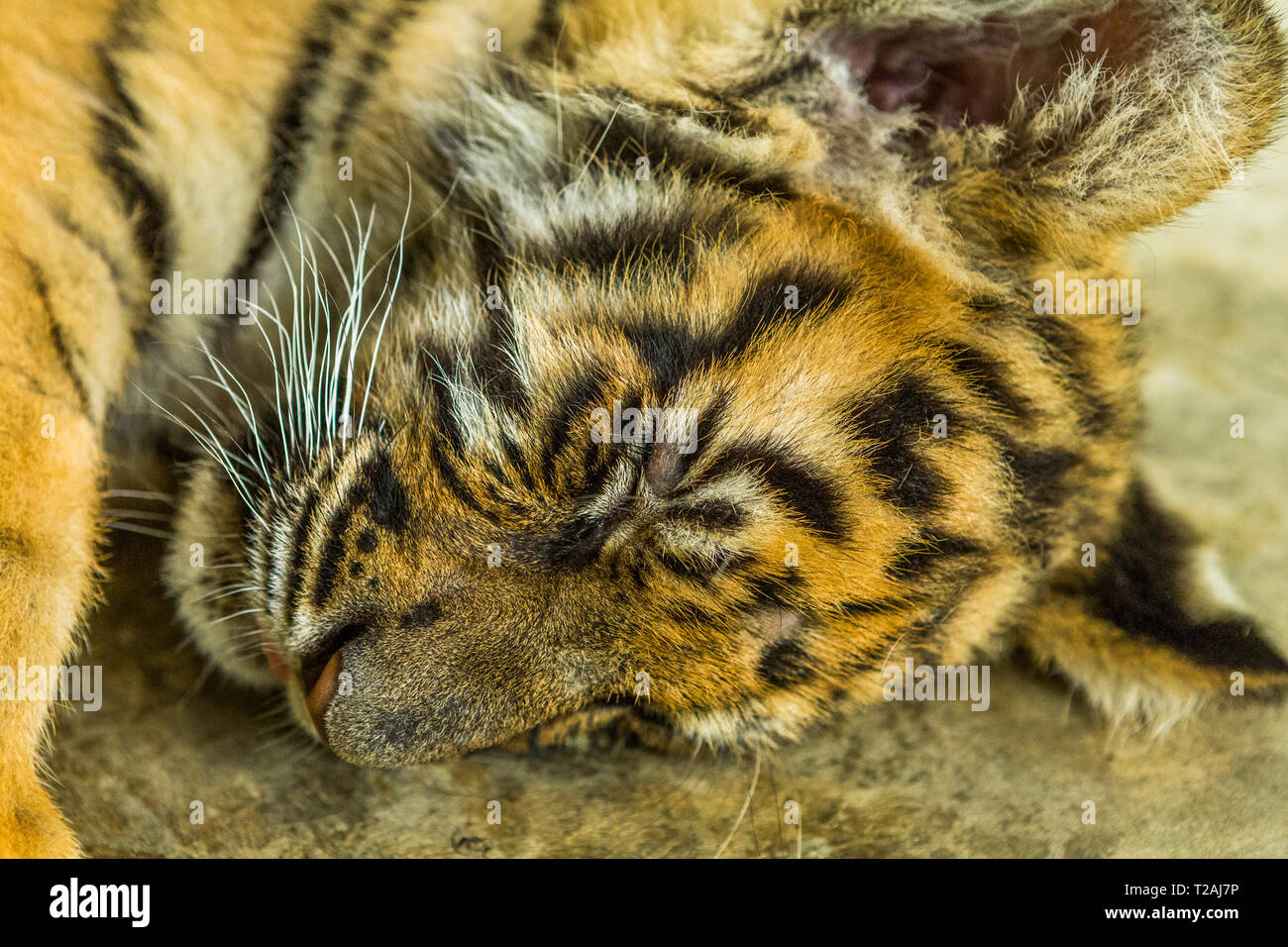 Tiger Cubs Sleeping