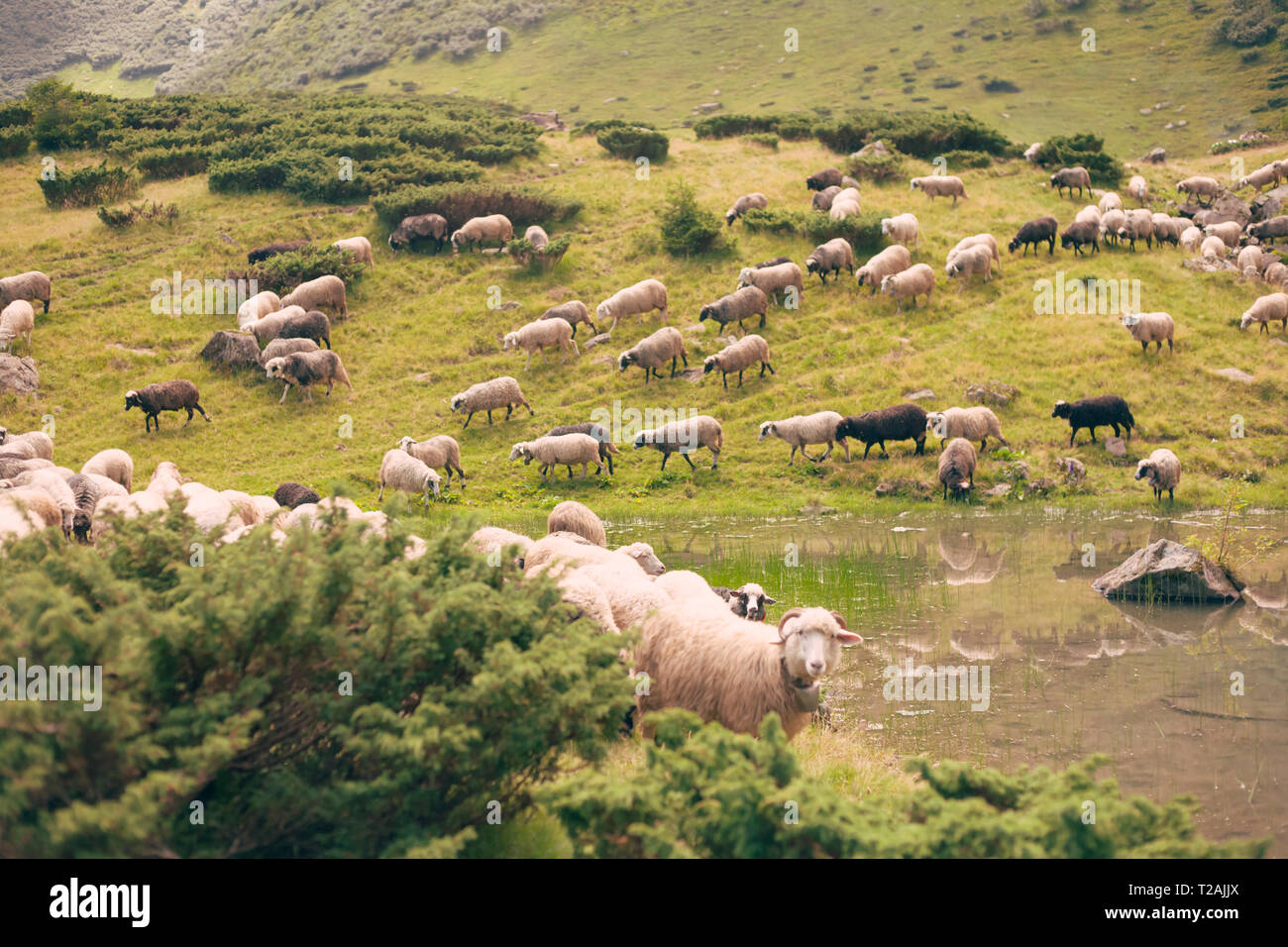 Sheep range hi-res stock photography and images - Alamy